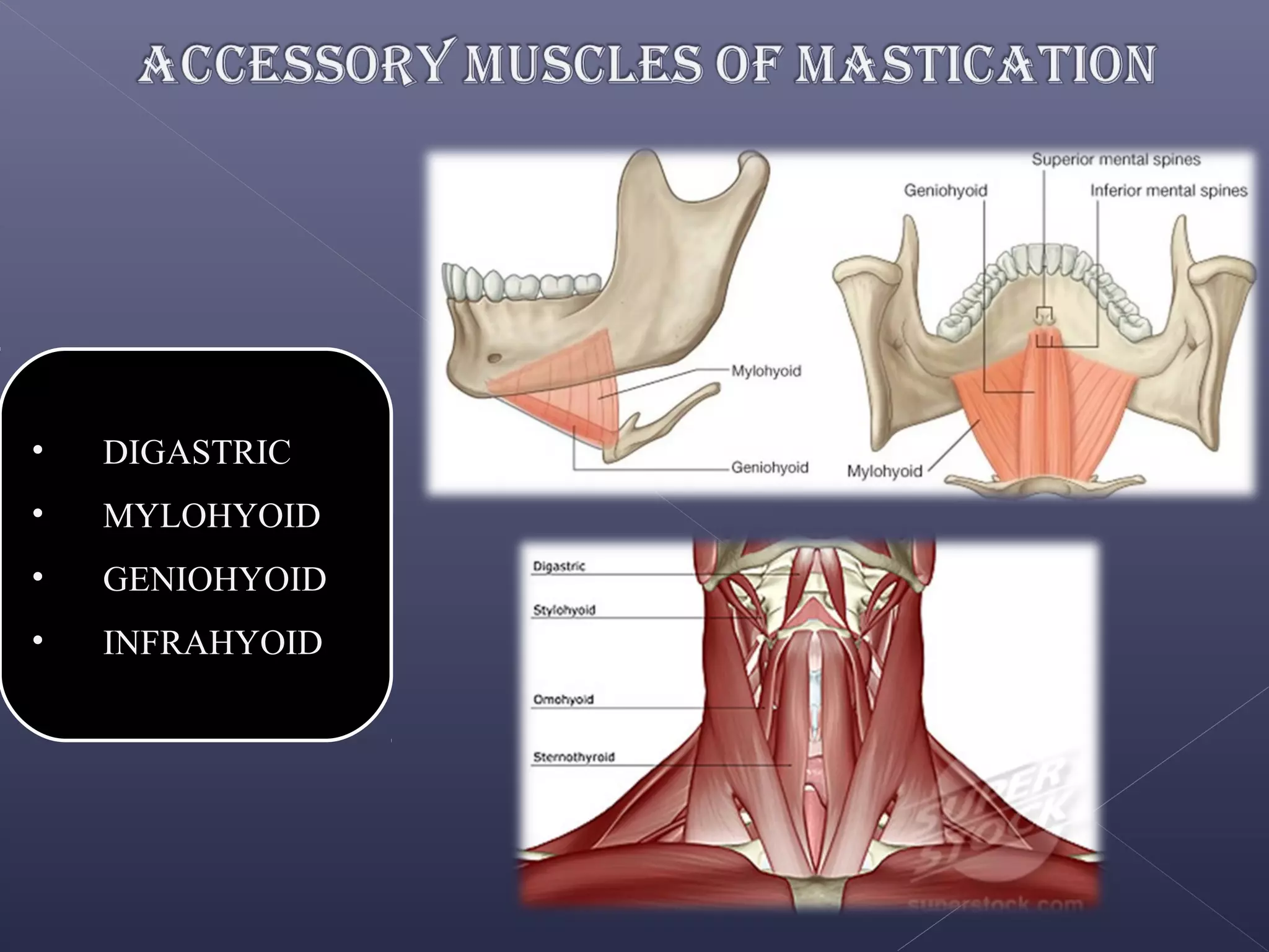 Muscles of mastication ppt | PPT