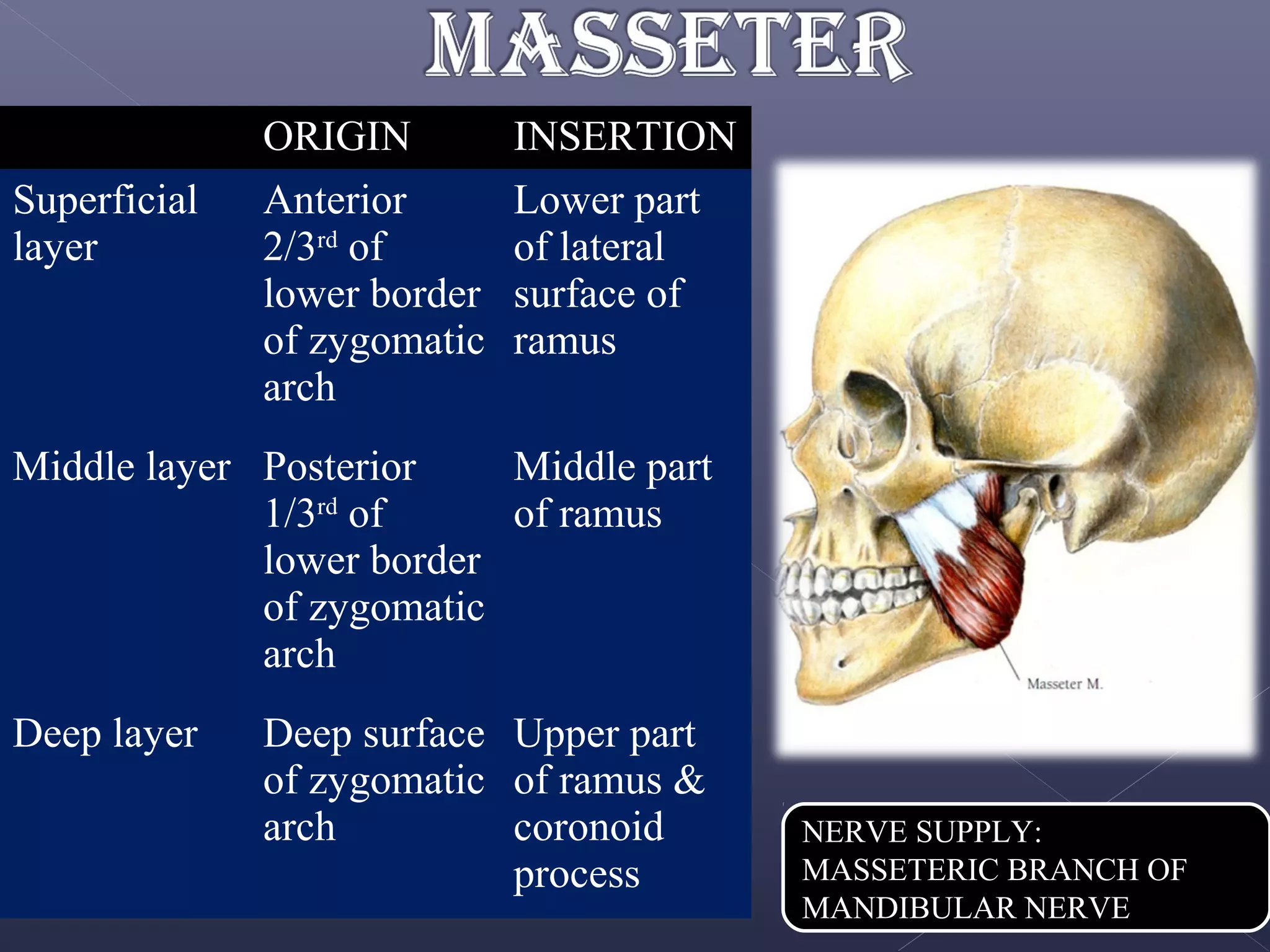 Muscles of mastication ppt | PPT