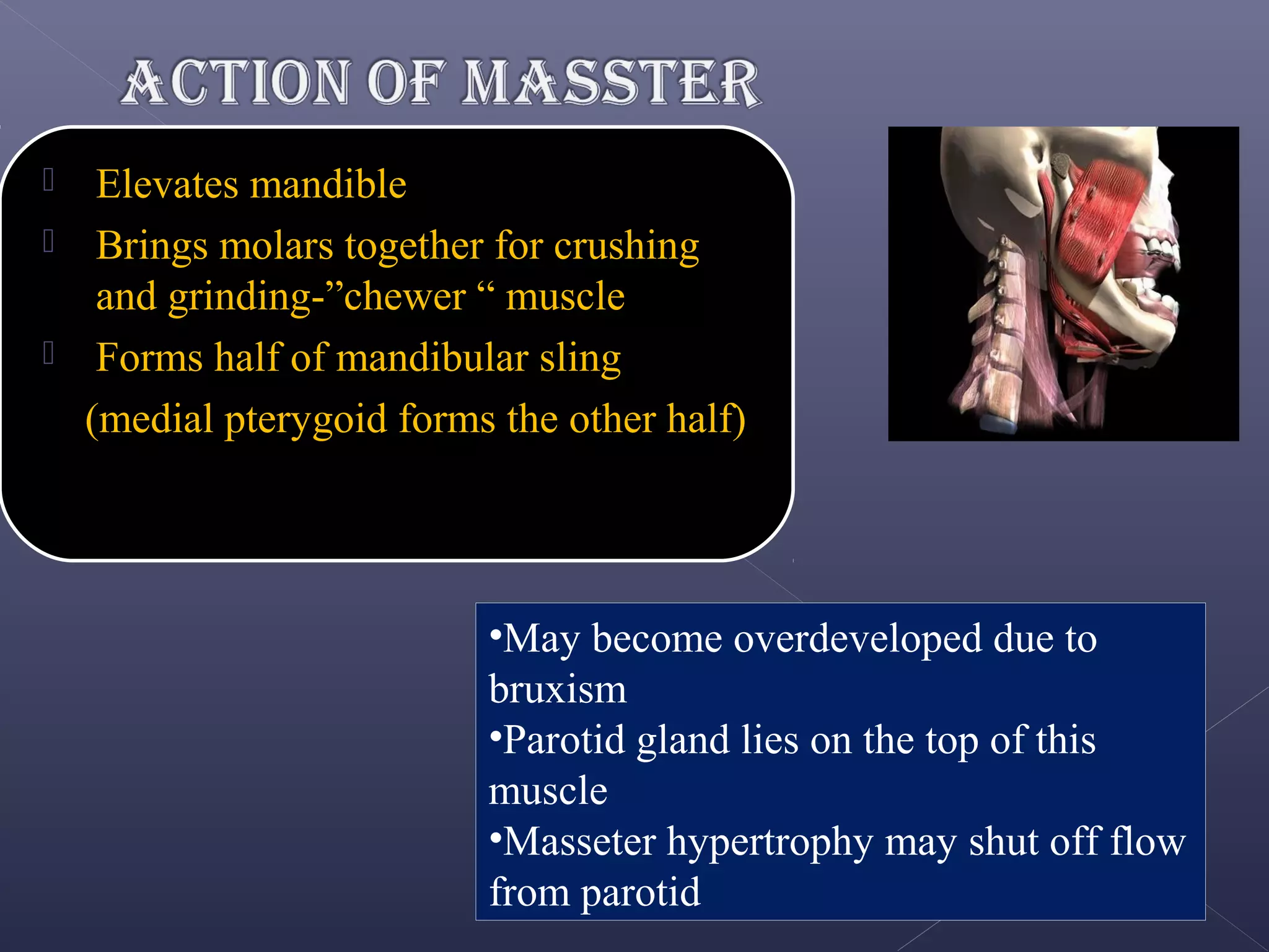 Muscles of mastication ppt | PPT