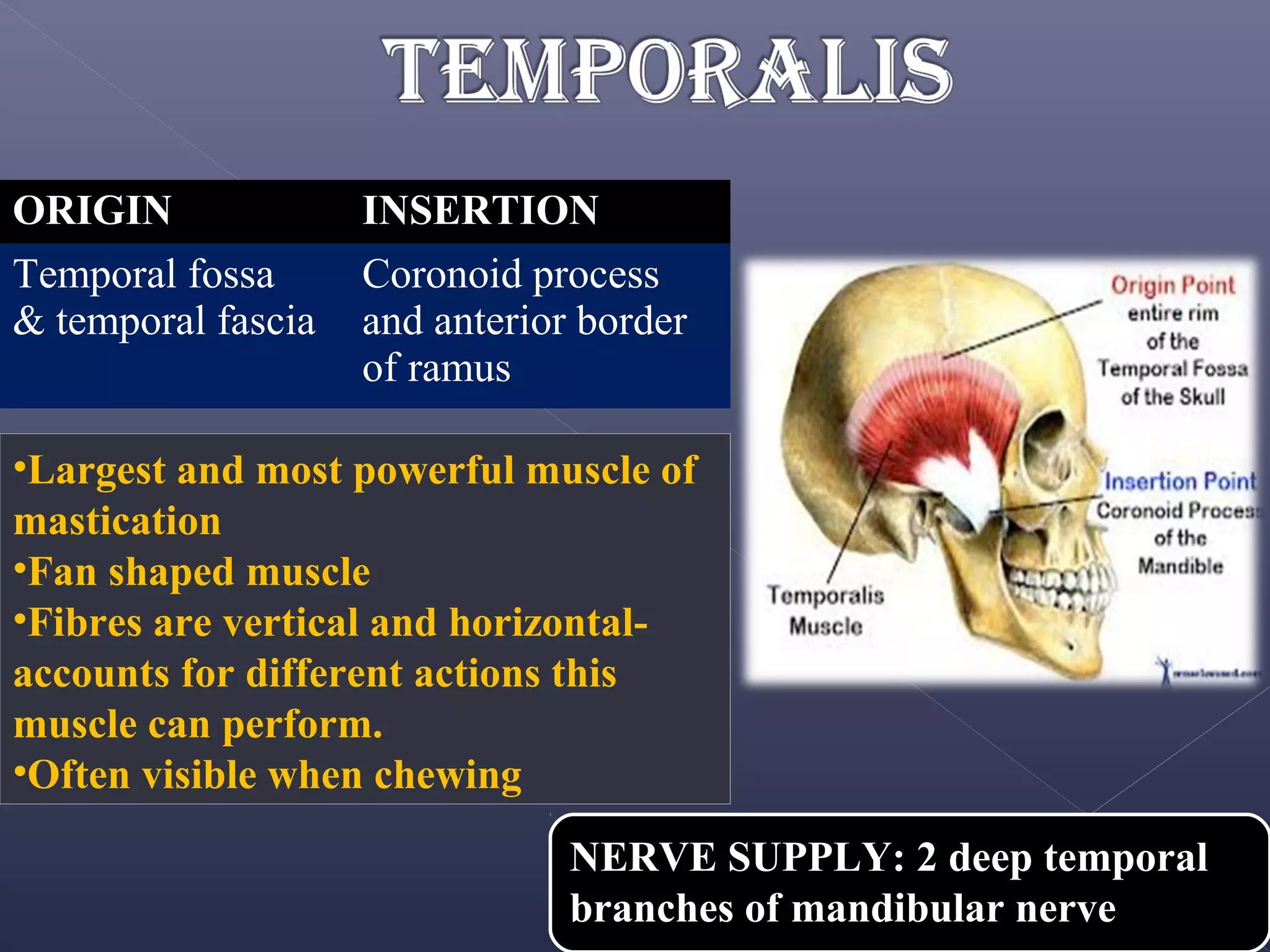 Muscles of mastication ppt | PPT