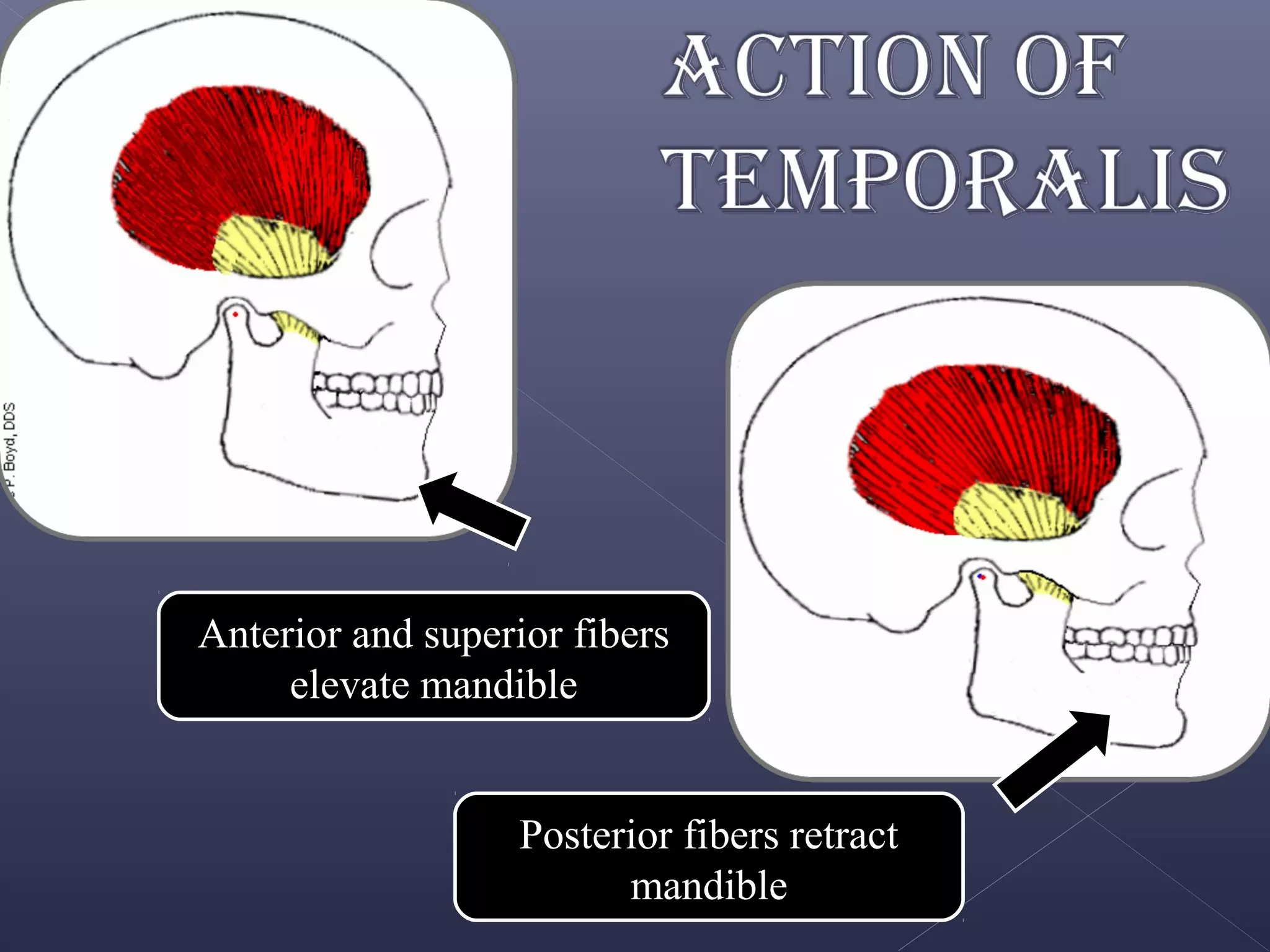 Muscles of mastication ppt | PPT