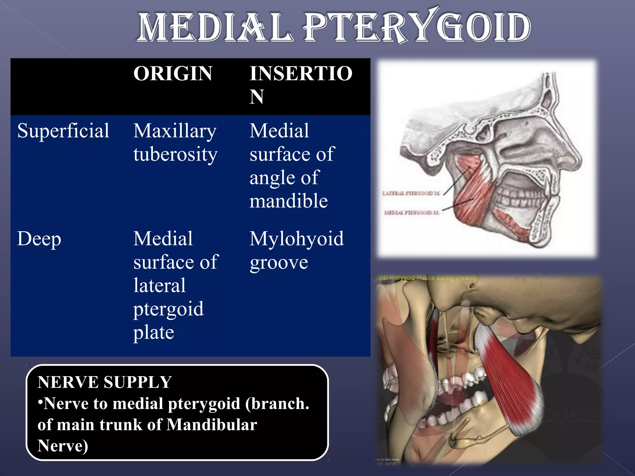 Muscles of mastication ppt | PPT