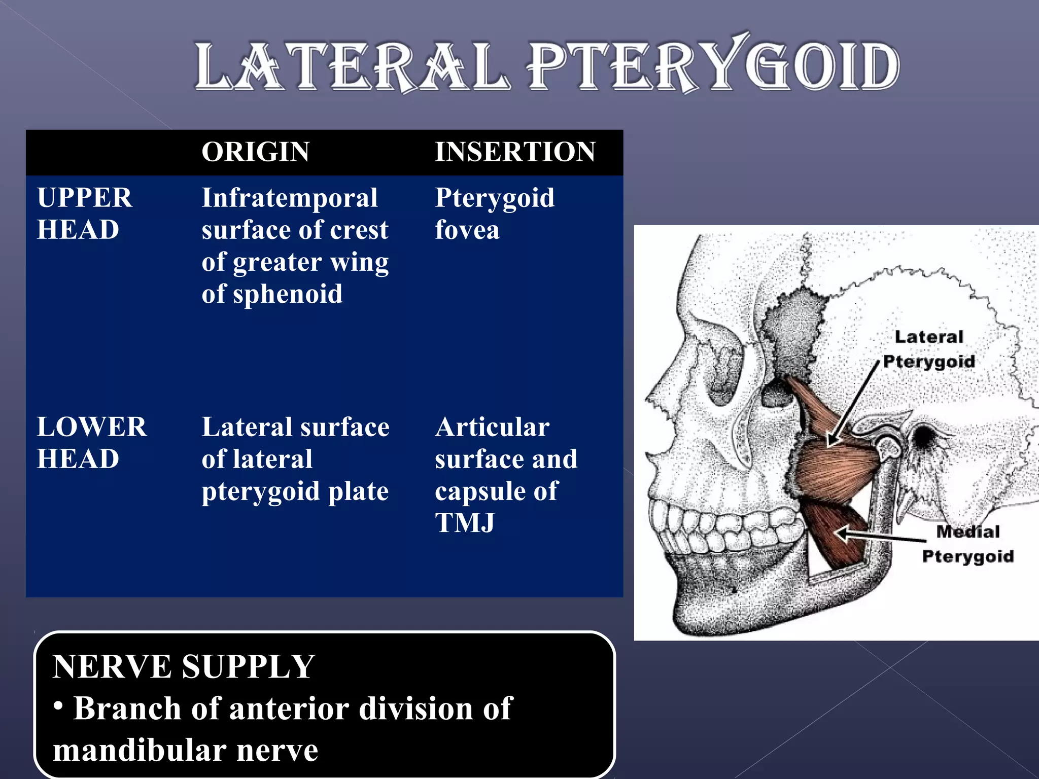 Muscles of mastication ppt | PPT