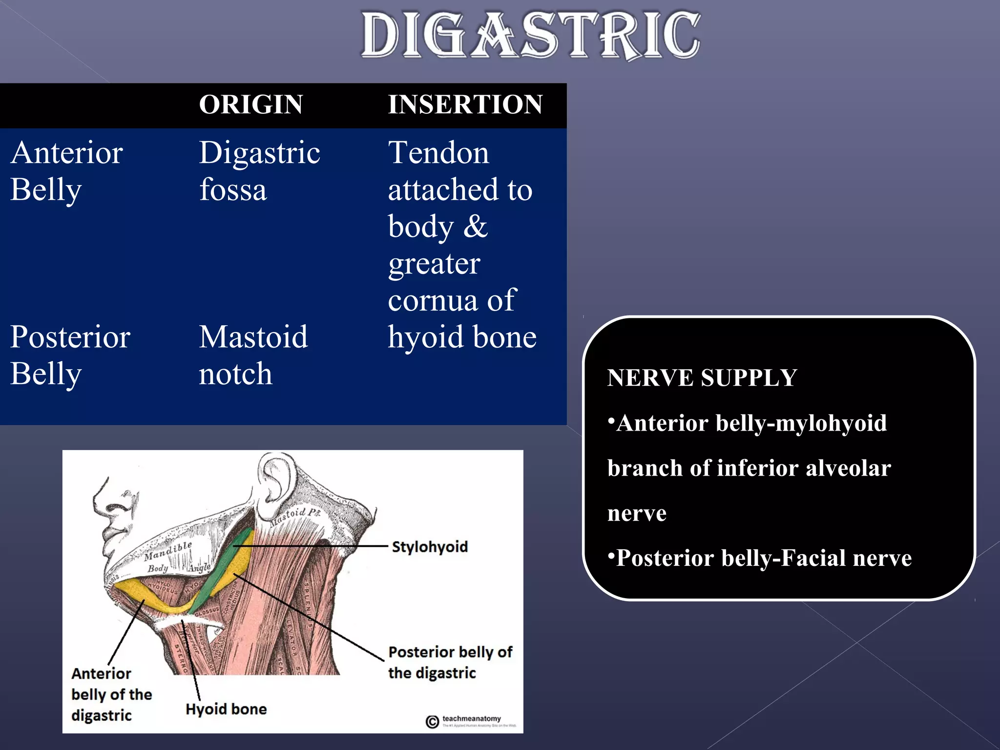 Muscles of mastication ppt | PPT