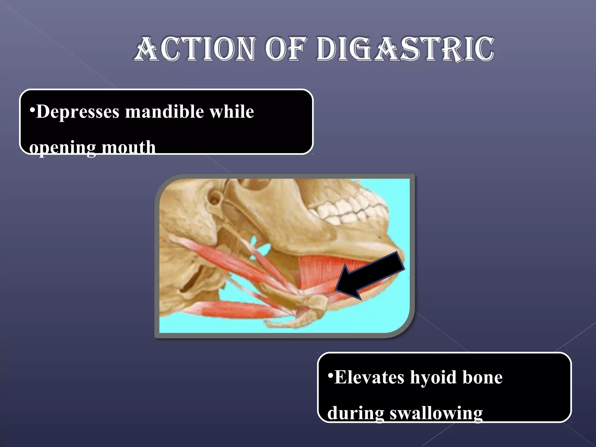 Muscles of mastication ppt | PPT