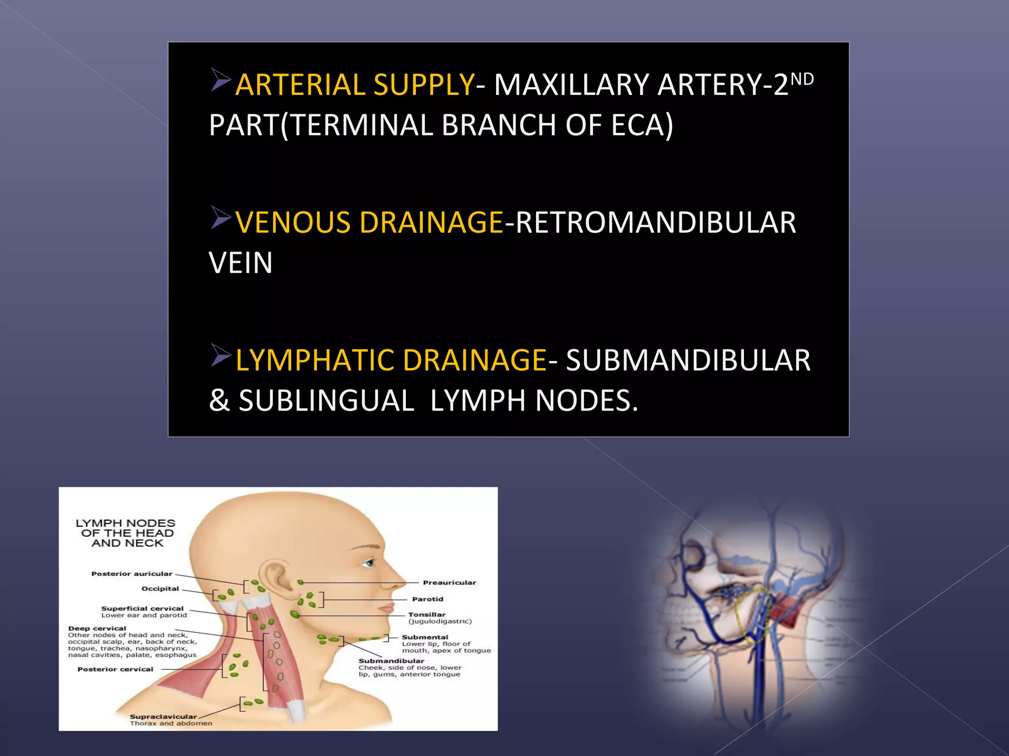 Muscles of mastication ppt | PPT