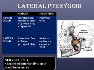 Lateral Pterygoid Origin And Insertion