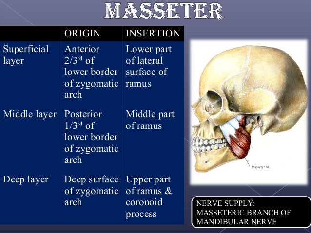 Muscles of mastication ppt