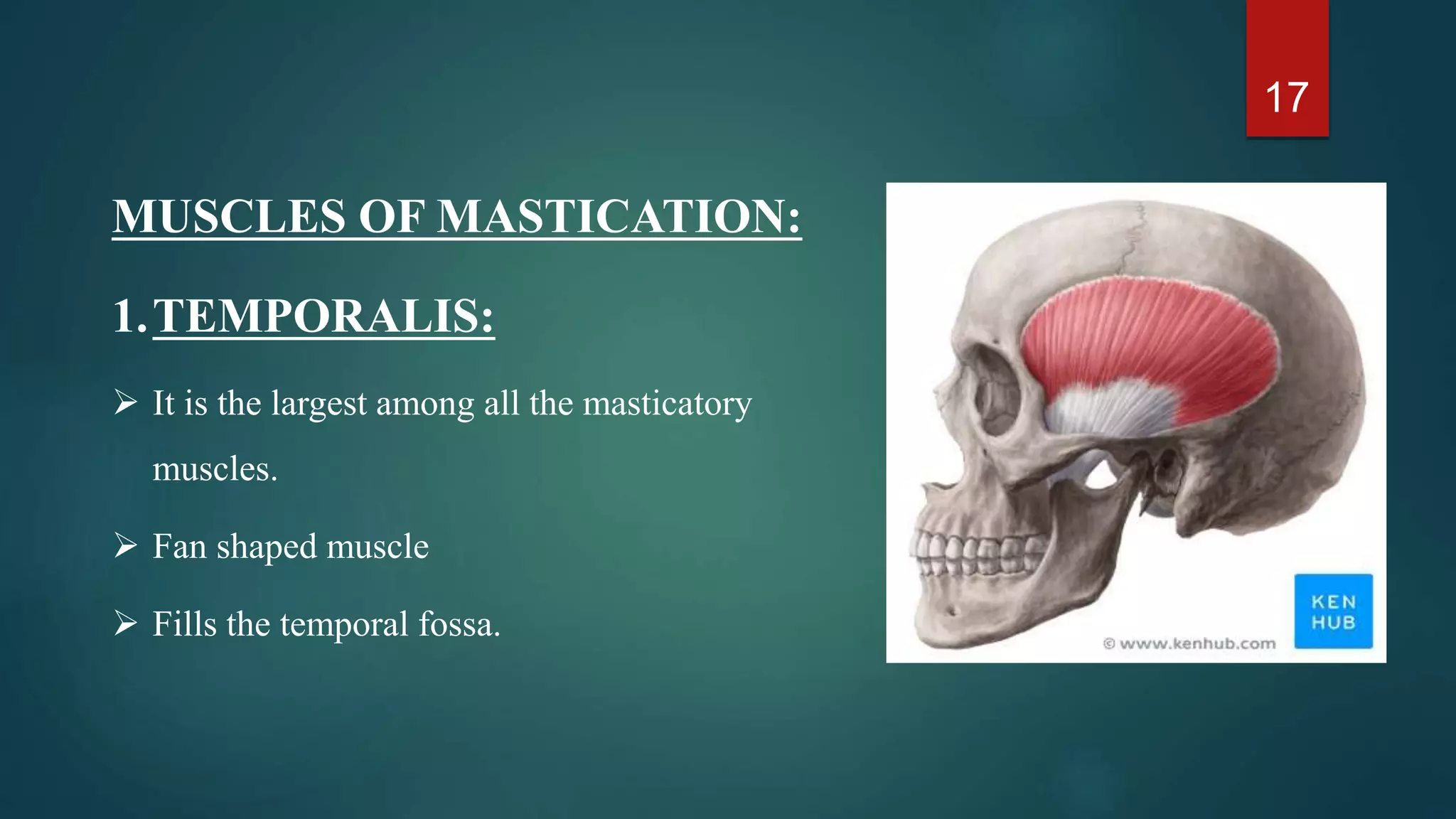 Muscles of mastication ppt | PPTX