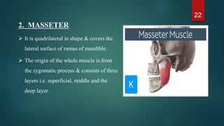 Muscles of mastication ppt | PPTX