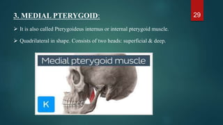 Muscles of mastication ppt | PPTX