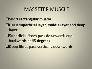 Muscles of mastication | PPTX
