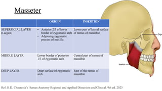 Muscles of Mastication ppt revised.pptx