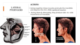 Muscles of Mastication ppt revised.pptx