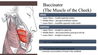 Muscles of Mastication ppt revised.pptx