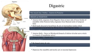 Muscles of Mastication ppt revised.pptx