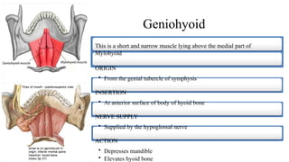Muscles of Mastication ppt revised.pptx