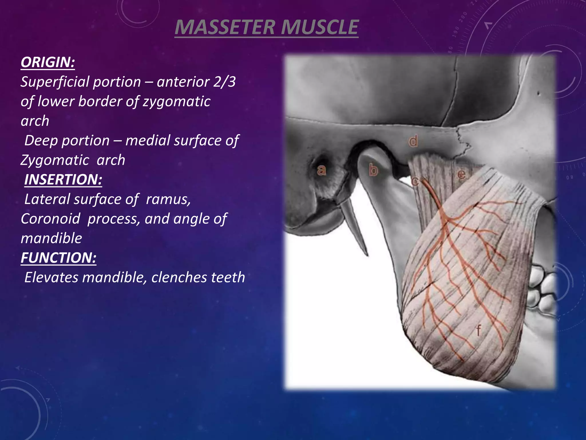 Muscles of mastication presentation | PPTX