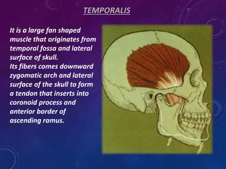 Muscles of mastication presentation | PPTX