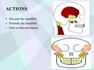 Muscles of mastication | PPT