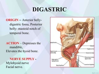 Muscles of mastication | PPT