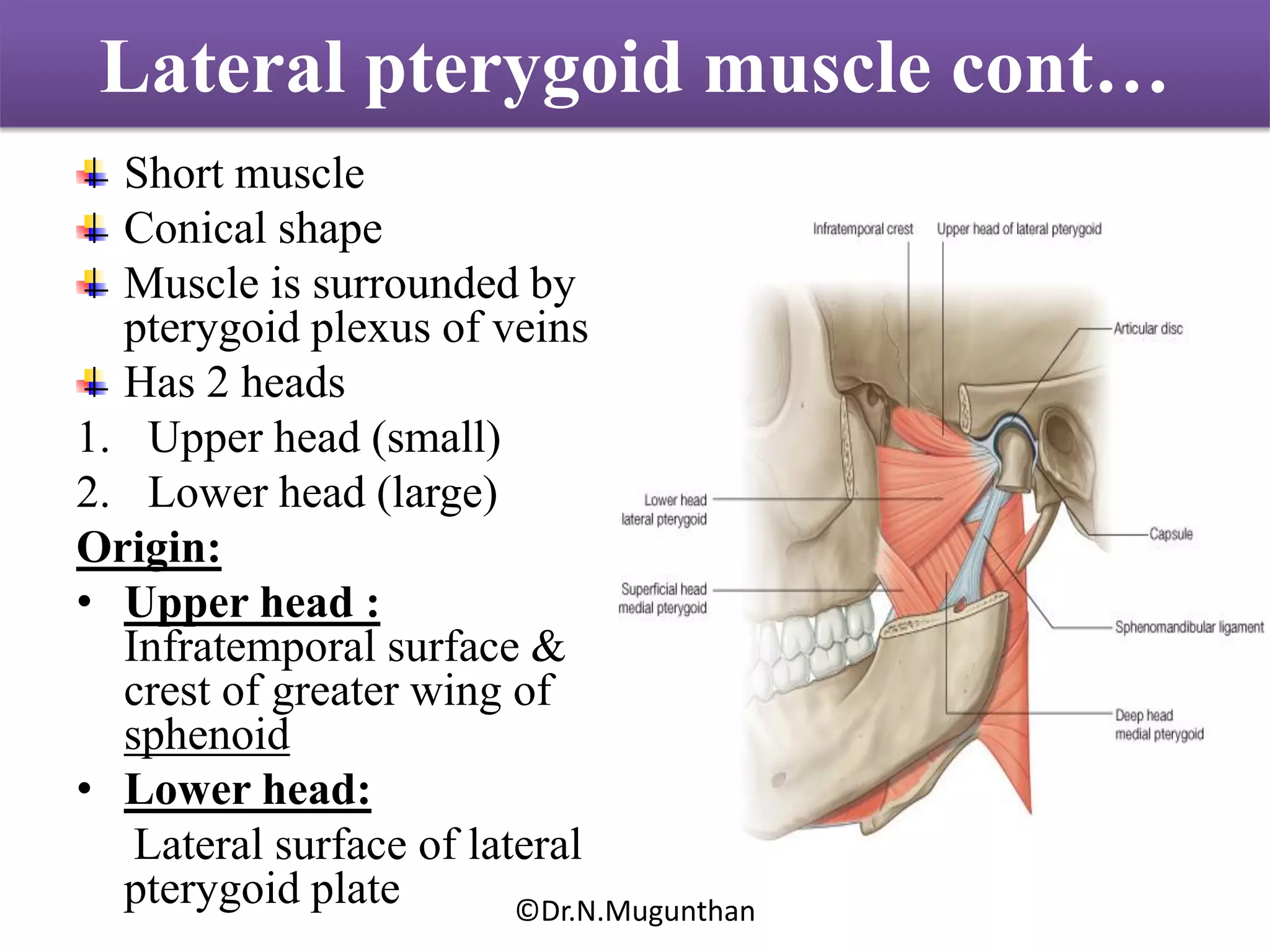 Muscles of mastication & TMJ Dr.N.Mugunthan | PDF