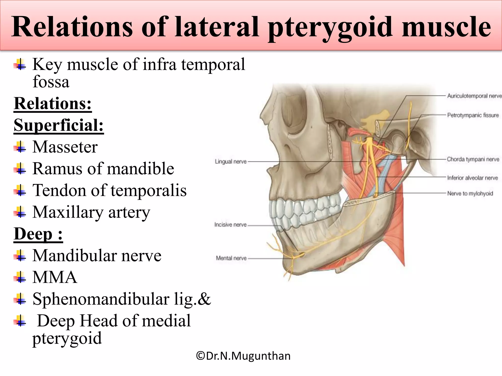 Muscles of mastication & TMJ Dr.N.Mugunthan | PDF