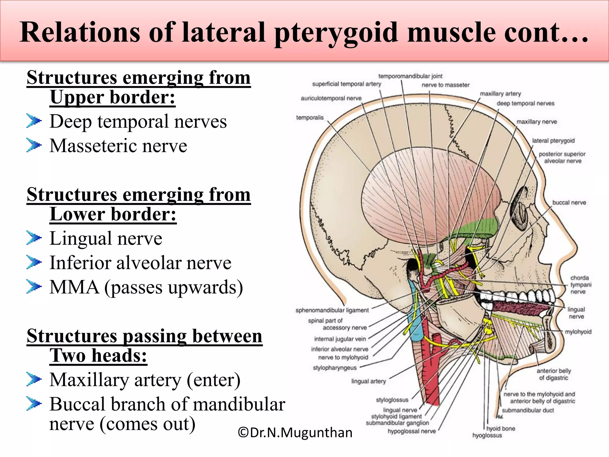 Muscles of mastication & TMJ Dr.N.Mugunthan | PDF