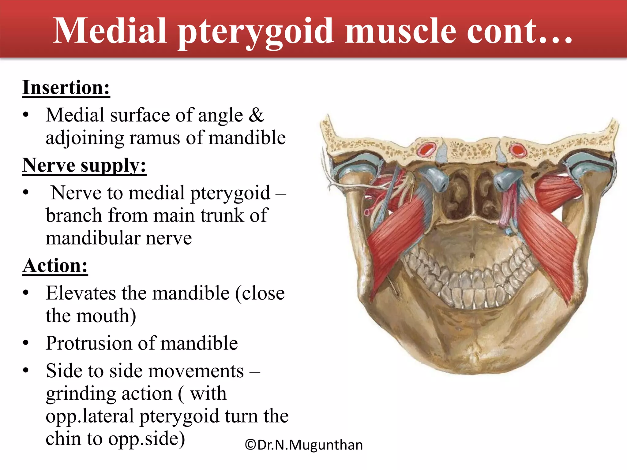 Muscles of mastication & TMJ Dr.N.Mugunthan | PDF
