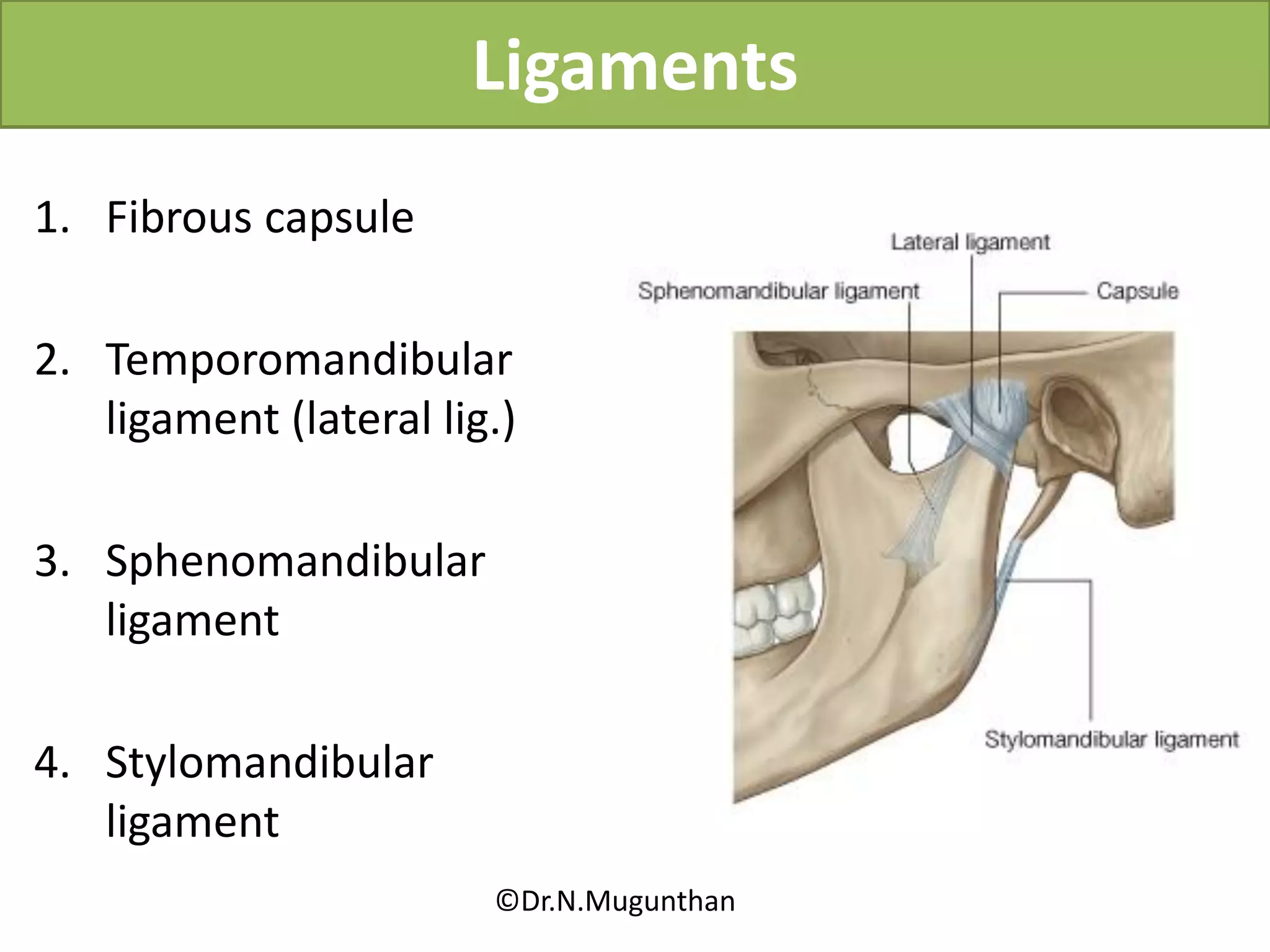 Muscles of mastication & TMJ Dr.N.Mugunthan | PDF