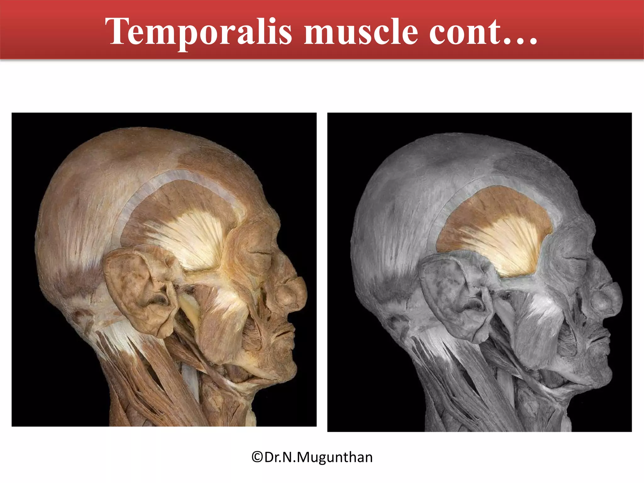Muscles of mastication & TMJ Dr.N.Mugunthan | PDF