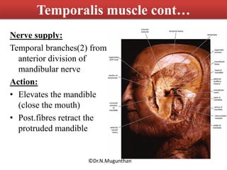 Muscles of mastication & TMJ Dr.N.Mugunthan | PDF
