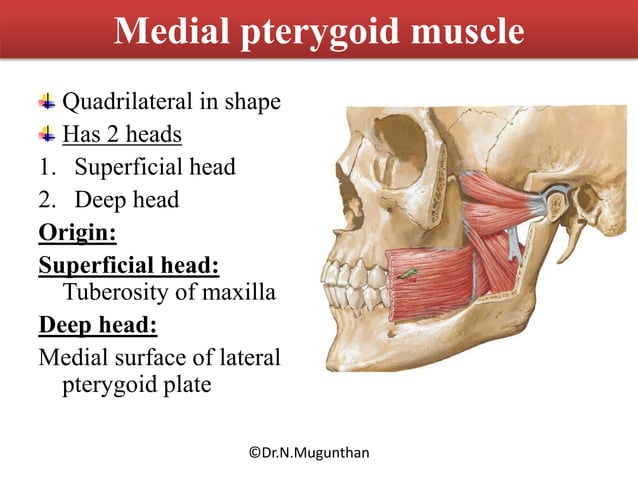 Muscles of mastication & TMJ Dr.N.Mugunthan | PDF
