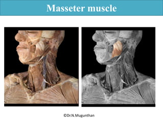 Muscles of mastication & TMJ Dr.N.Mugunthan | PDF
