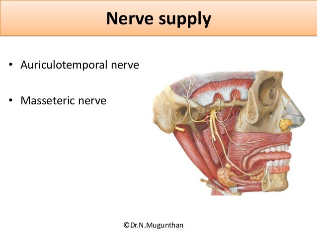 Muscles of mastication & TMJ Dr.N.Mugunthan