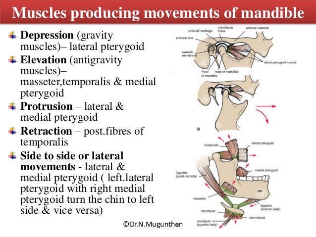 Muscles of mastication & TMJ Dr.N.Mugunthan