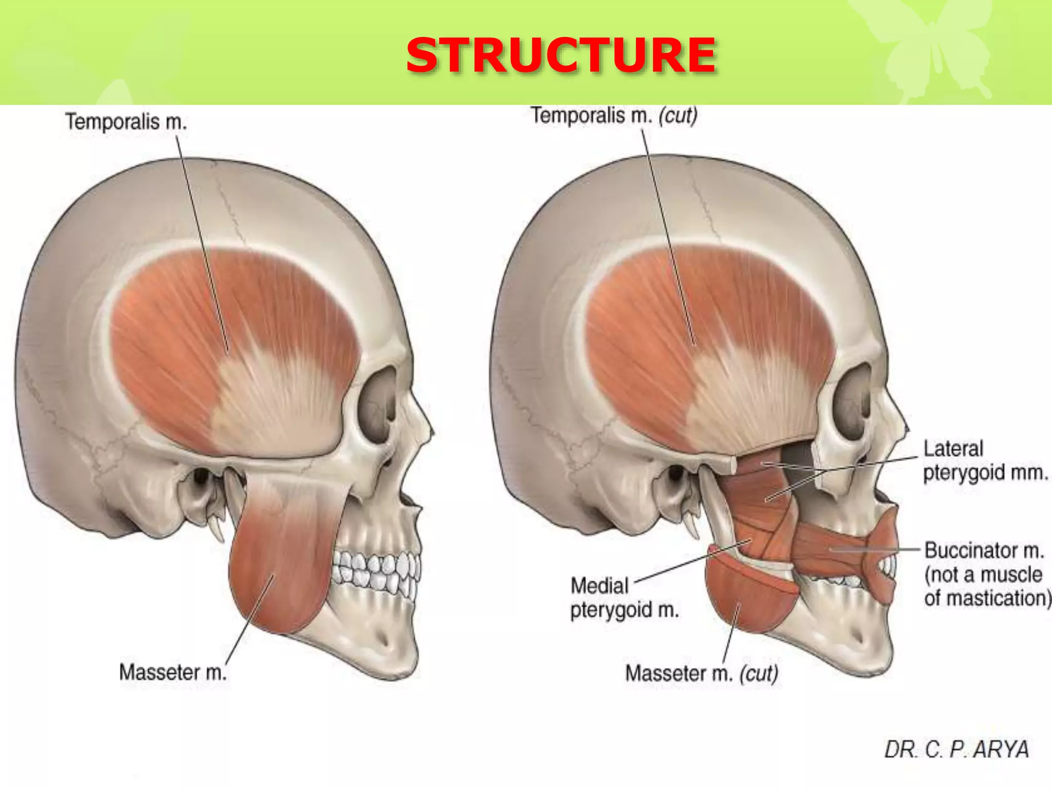 Muscles of mastication by DR. C.P. ARYA ( B.Sc. ;B.D.S. ;M.D.S. ;P.M.S ...