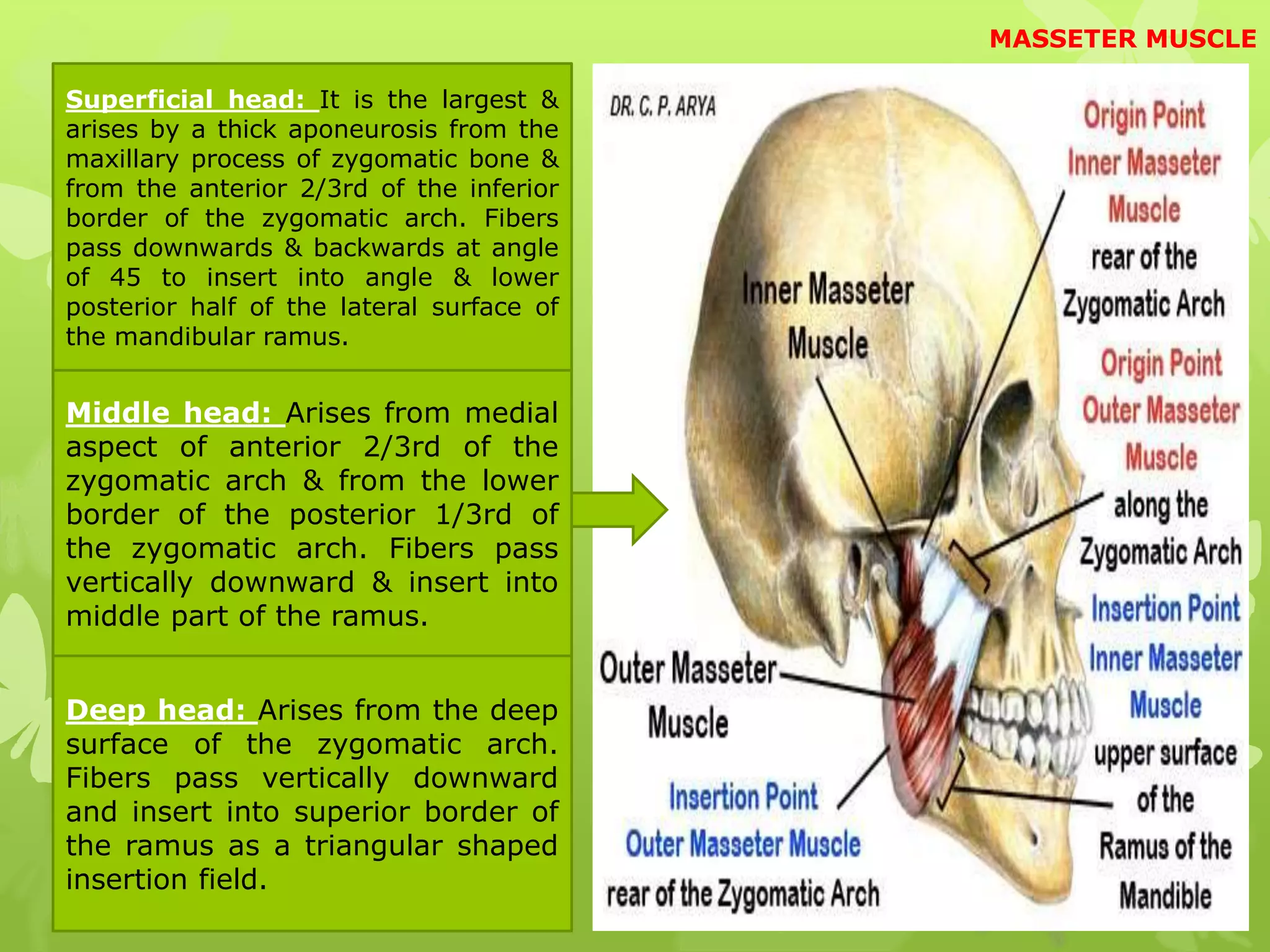 Muscles of mastication by DR. C.P. ARYA ( B.Sc. ;B.D.S. ;M.D.S. ;P.M.S ...