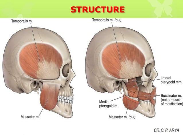 Muscles of mastication by DR. C.P. ARYA ( B.Sc. ;B.D.S. ;M.D.S. ;P.M.S ...