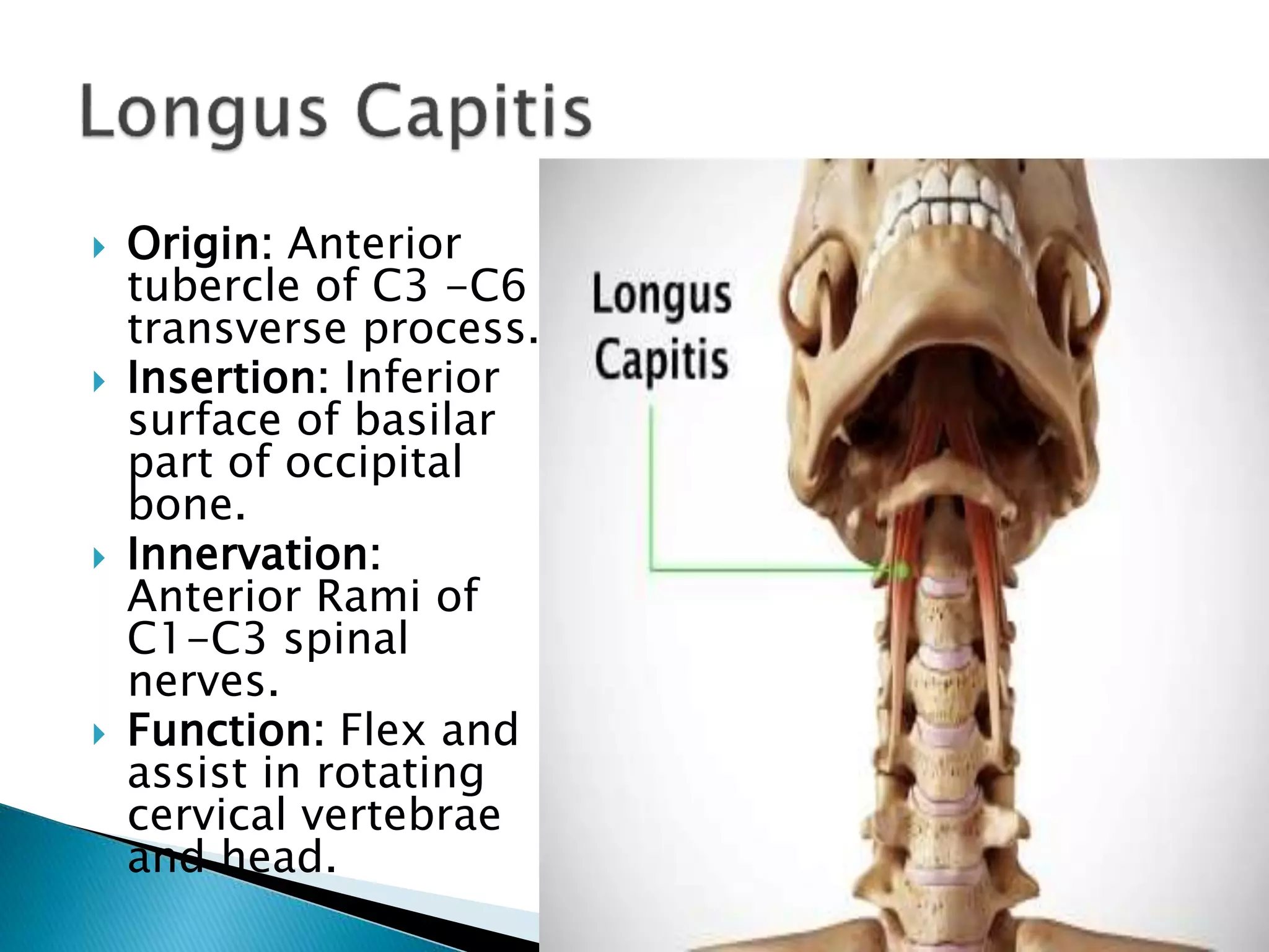 Muscles of neck. final presentation | PPTX