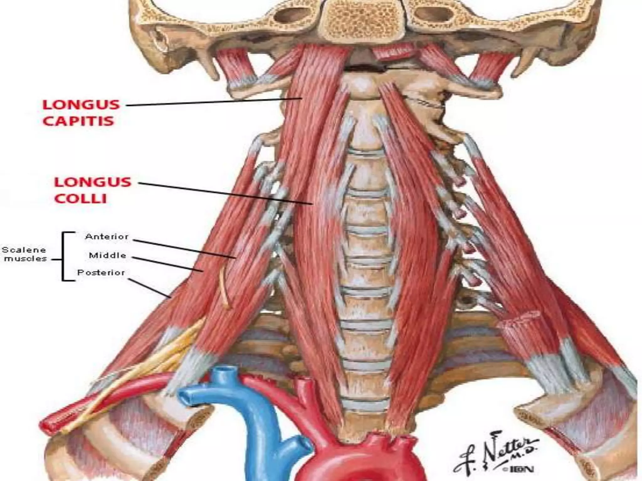 Muscles of neck. final presentation | PPTX