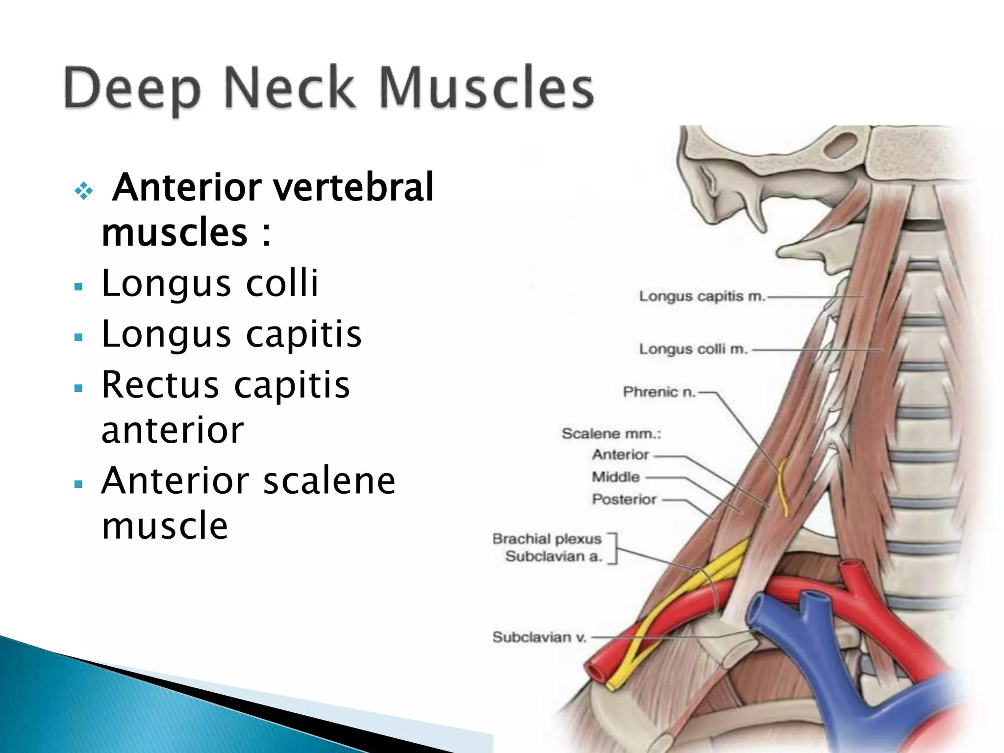 Muscles of neck. final presentation | PPT