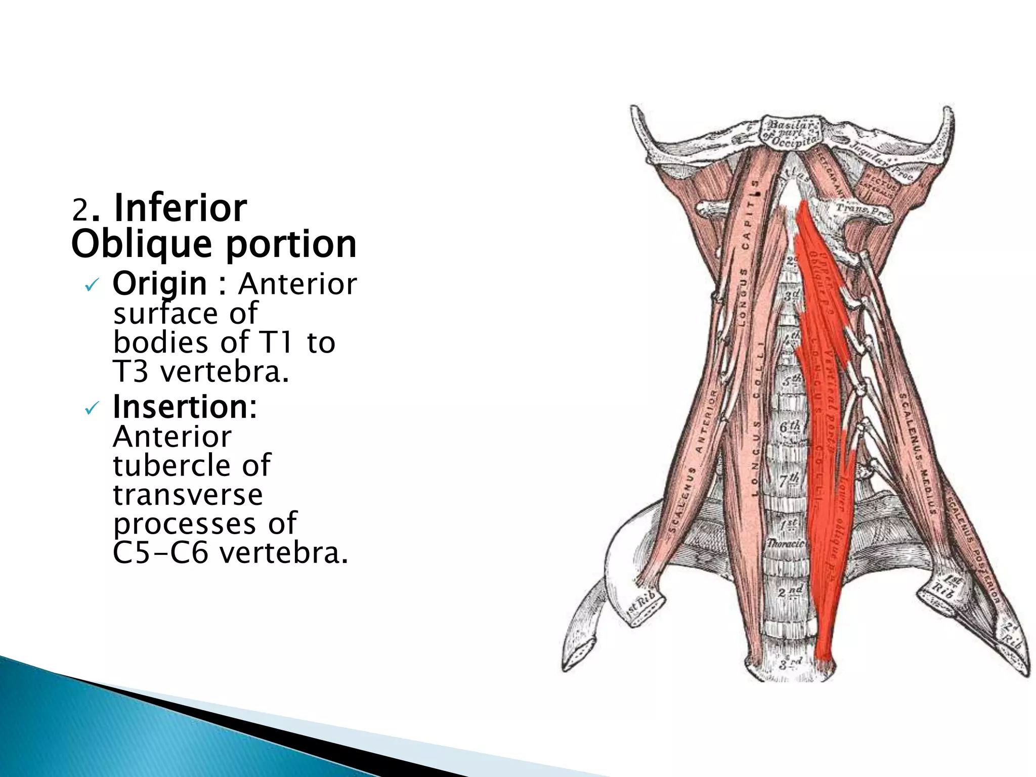 Muscles of neck. final presentation | PPTX