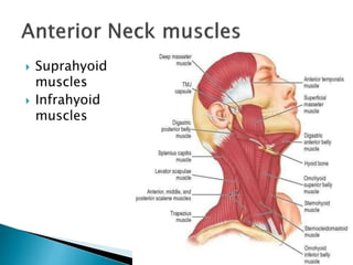 Muscles of neck. final presentation | PPTX