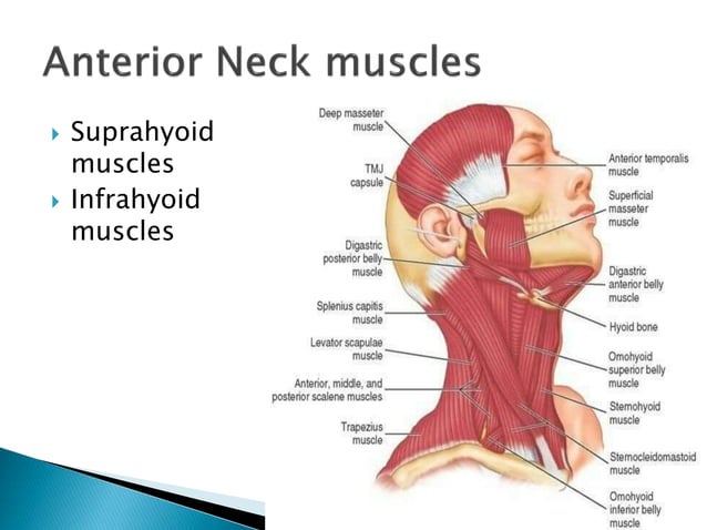 Muscles of neck. final presentation | PPT