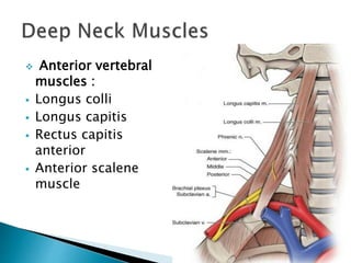 Muscles of neck. final presentation | PPT