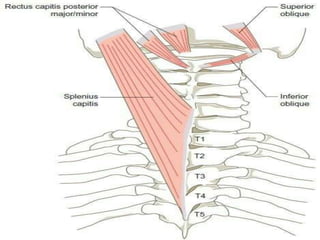 Inferior Oblique Of The Neck