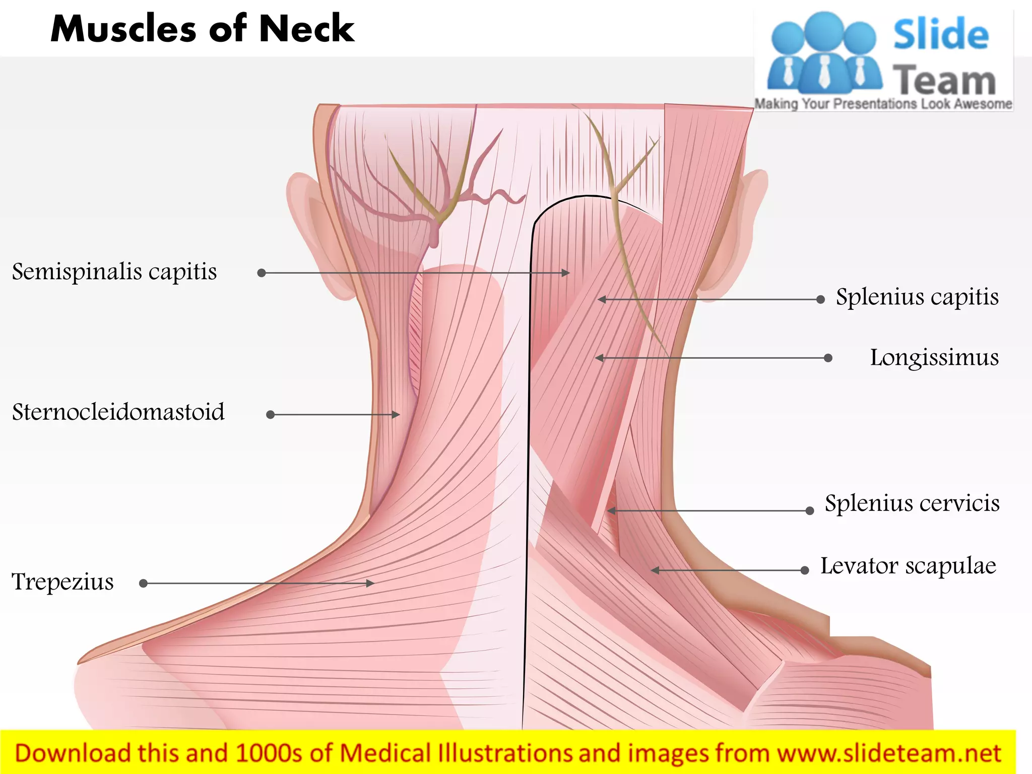 Muscles of neck medical images for power point | PDF