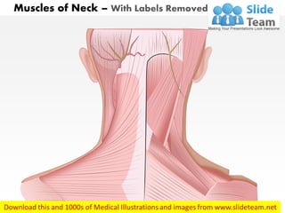 Muscles of neck medical images for power point | PPT