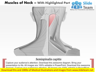 Muscles of neck medical images for power point | PPT